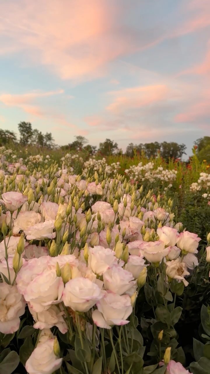 About PepperHarrow Flower Farm — PepperHarrowBoutique Iowa Flower Farm