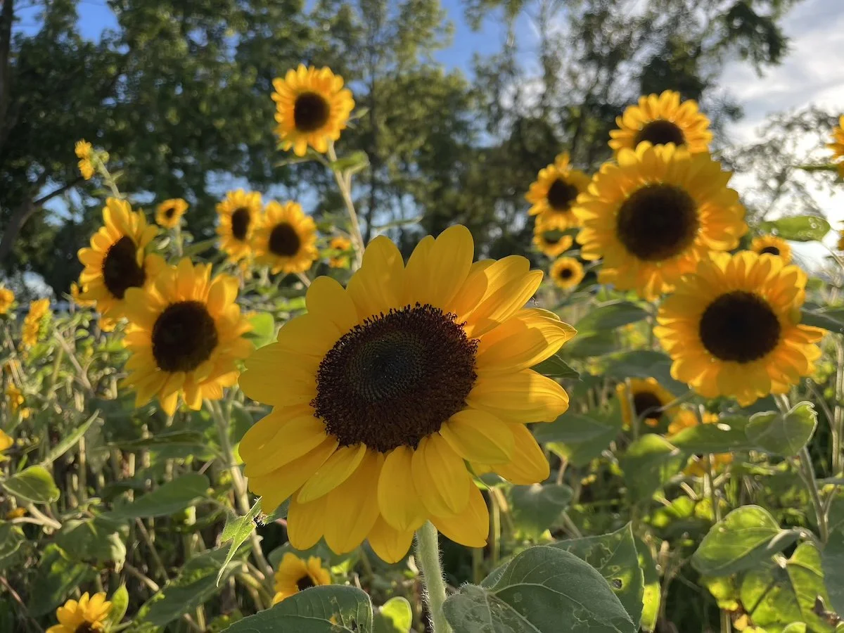 PepperHarrow Blog - Local Iowa Flower Farm — PepperHarrowBoutique Iowa ...
