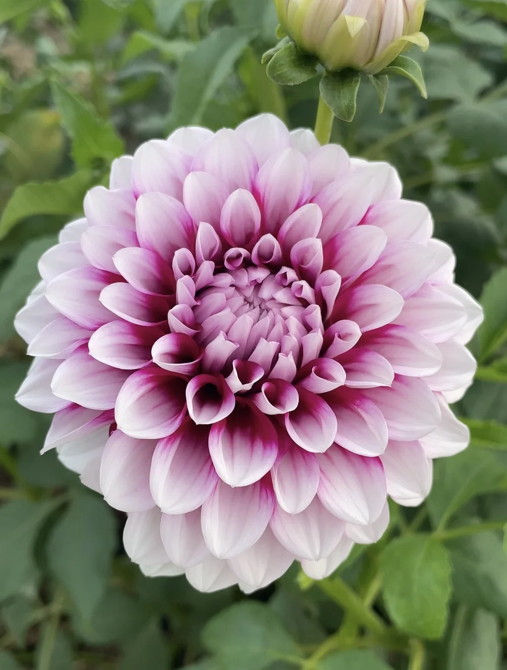 PepperHarrow — Iowa Lavender and Flower Farm