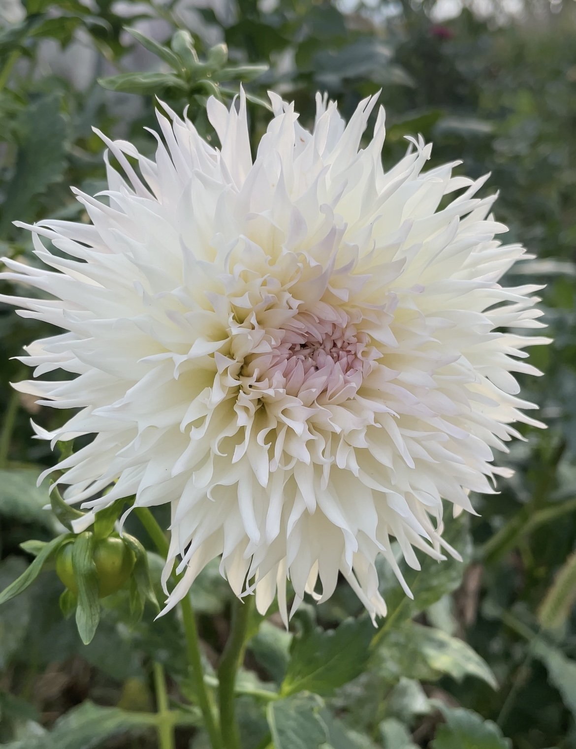 Iowa Flower Farm & Lavender Farm | PepperHarrow Farm