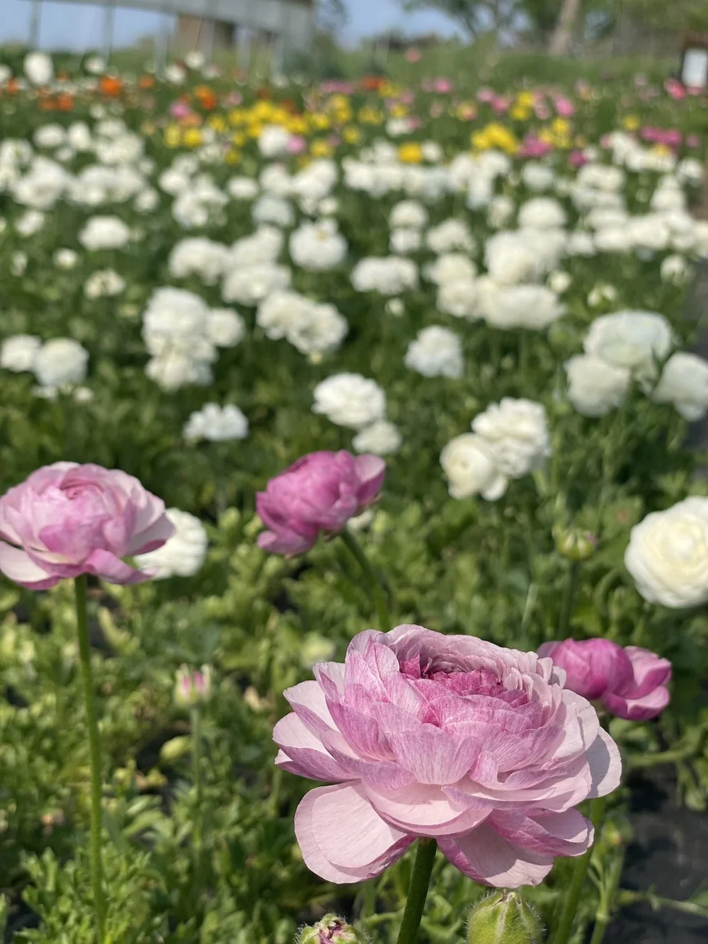 Captivating Colors: Exploring the Enchanting Ranunculus Bloom Season at ...