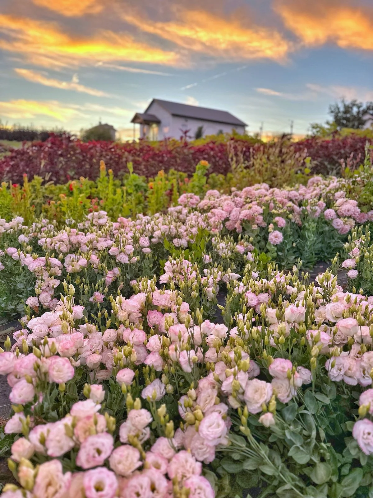 PepperHarrow Blog - Local Iowa Flower Farm — PepperHarrowBoutique Iowa ...