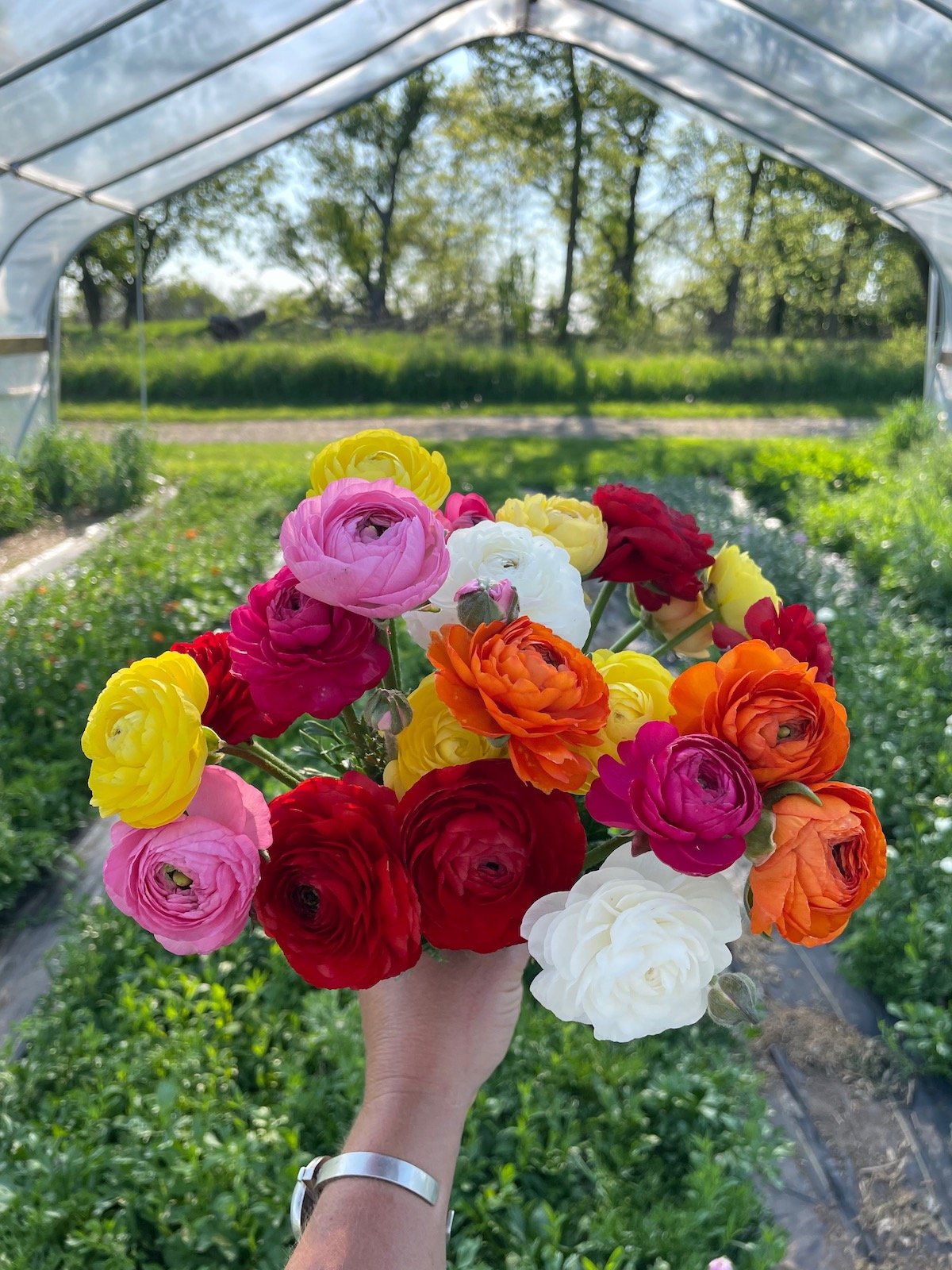 Captivating Colors: Exploring the Enchanting Ranunculus Bloom Season at ...