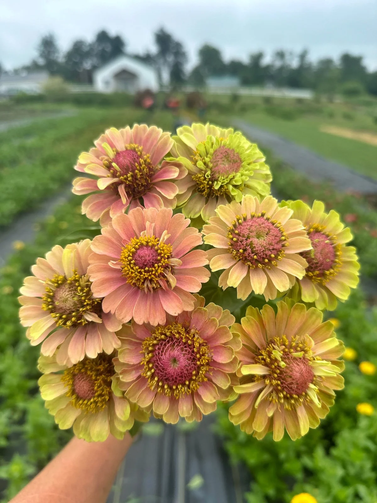 PepperHarrow Blog - Local Iowa Flower Farm — PepperHarrowBoutique Iowa ...