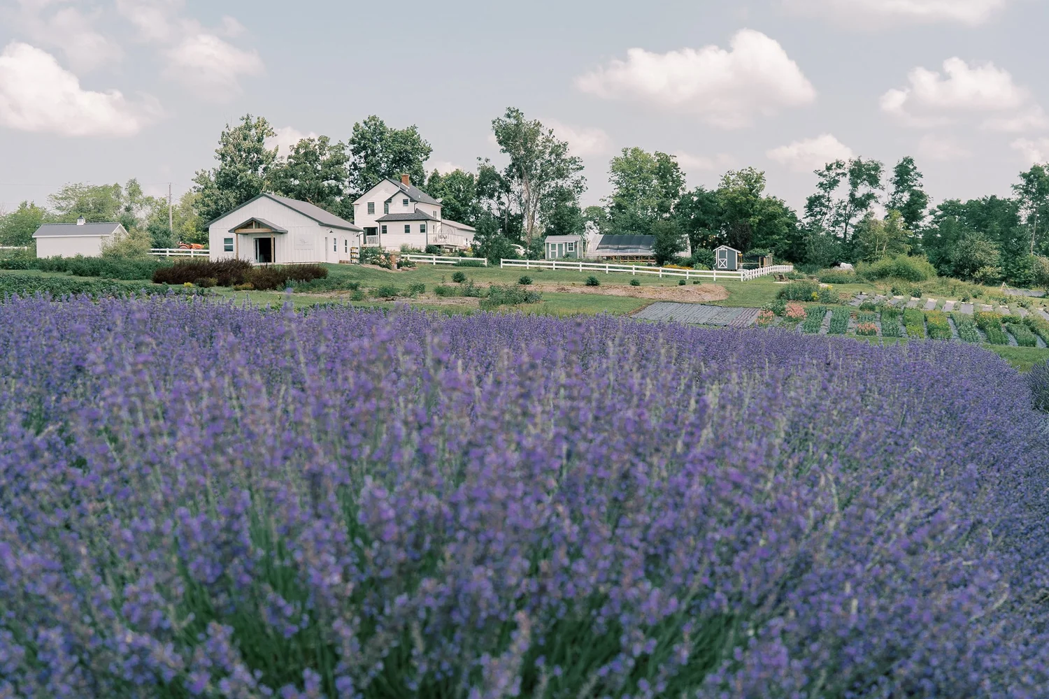PepperHarrow Blog - Local Iowa Flower Farm — PepperHarrowBoutique Iowa ...