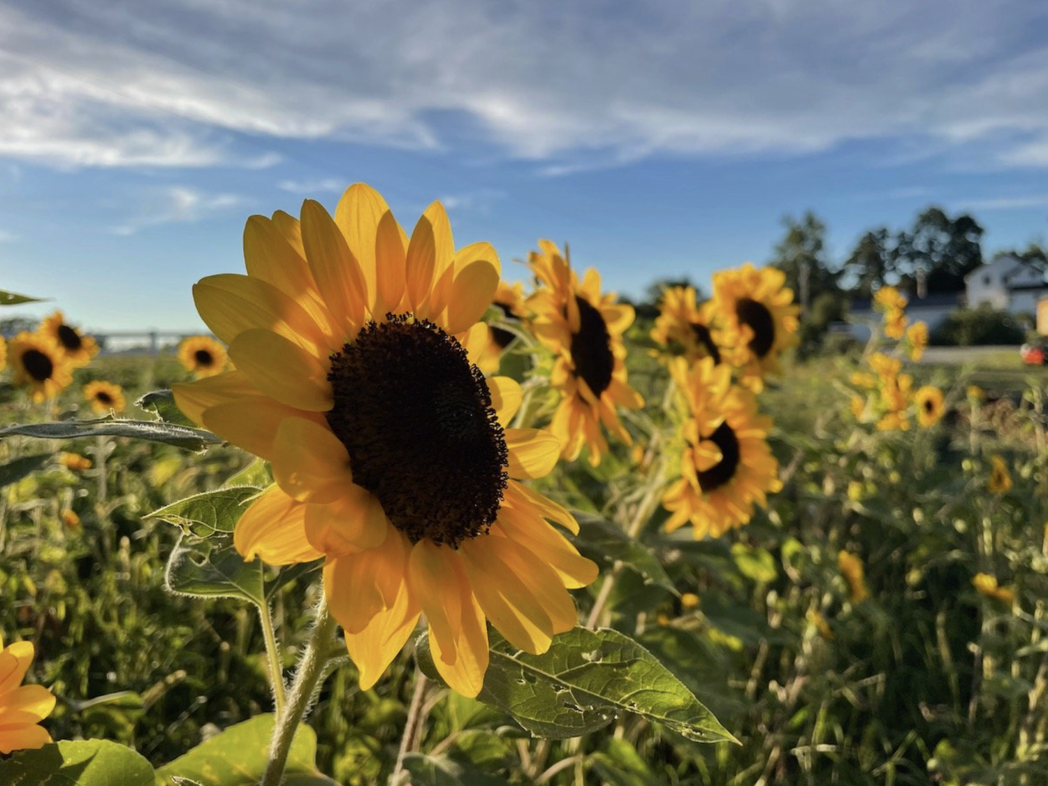 Iowa Flower Farm & Lavender Farm | PepperHarrow Farm