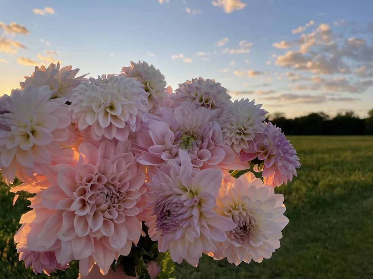 PepperHarrow - Iowa Lavender and Flower Farm