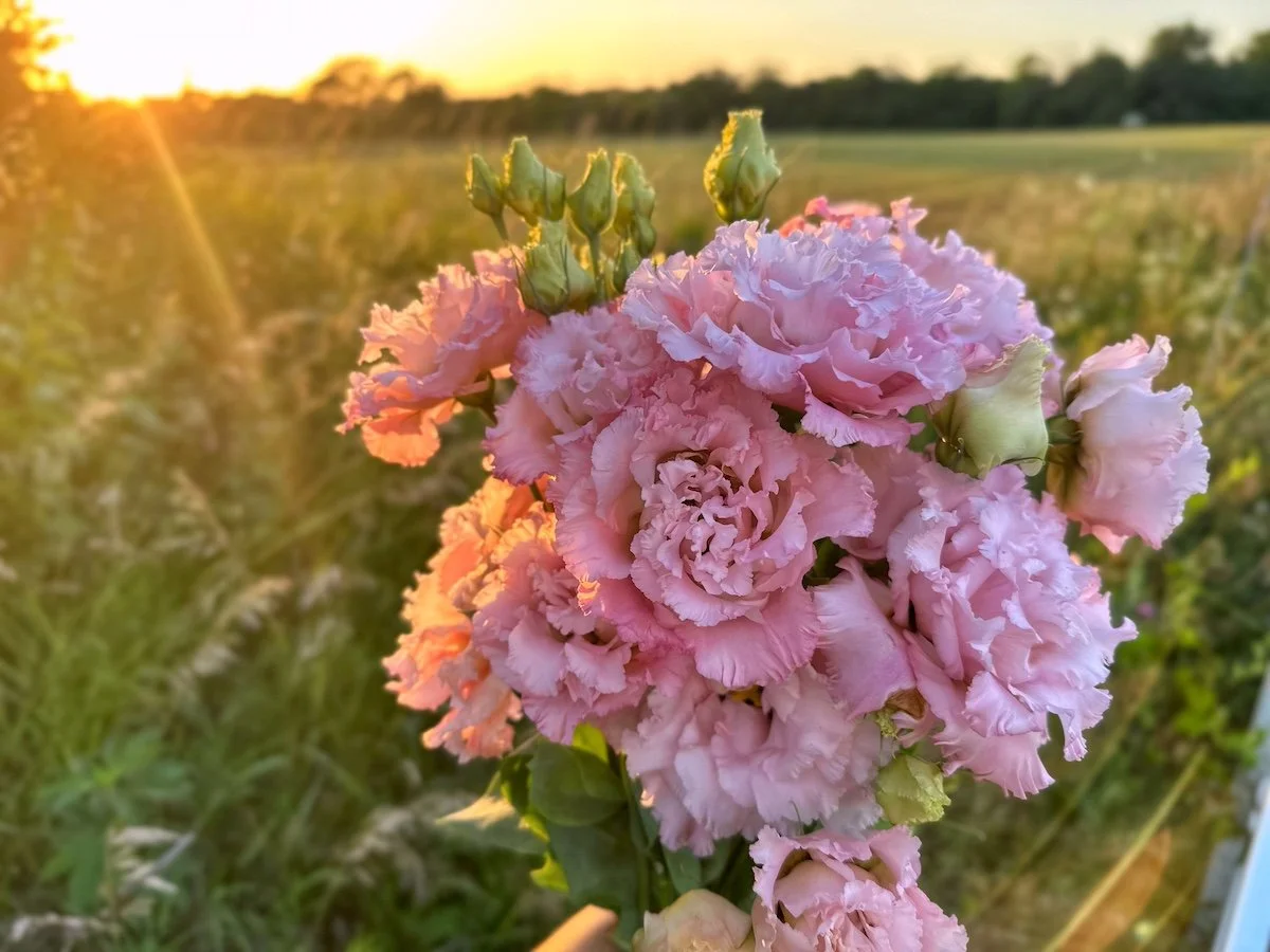 PepperHarrow Blog - Local Iowa Flower Farm — PepperHarrowBoutique Iowa ...