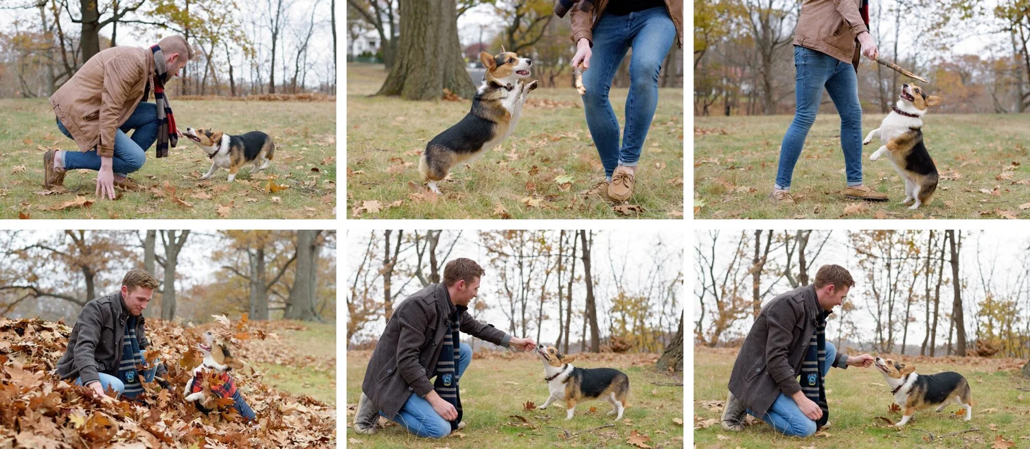 Benny the Corgi | Boston MA Dog Portraits — With Love & Oats ...