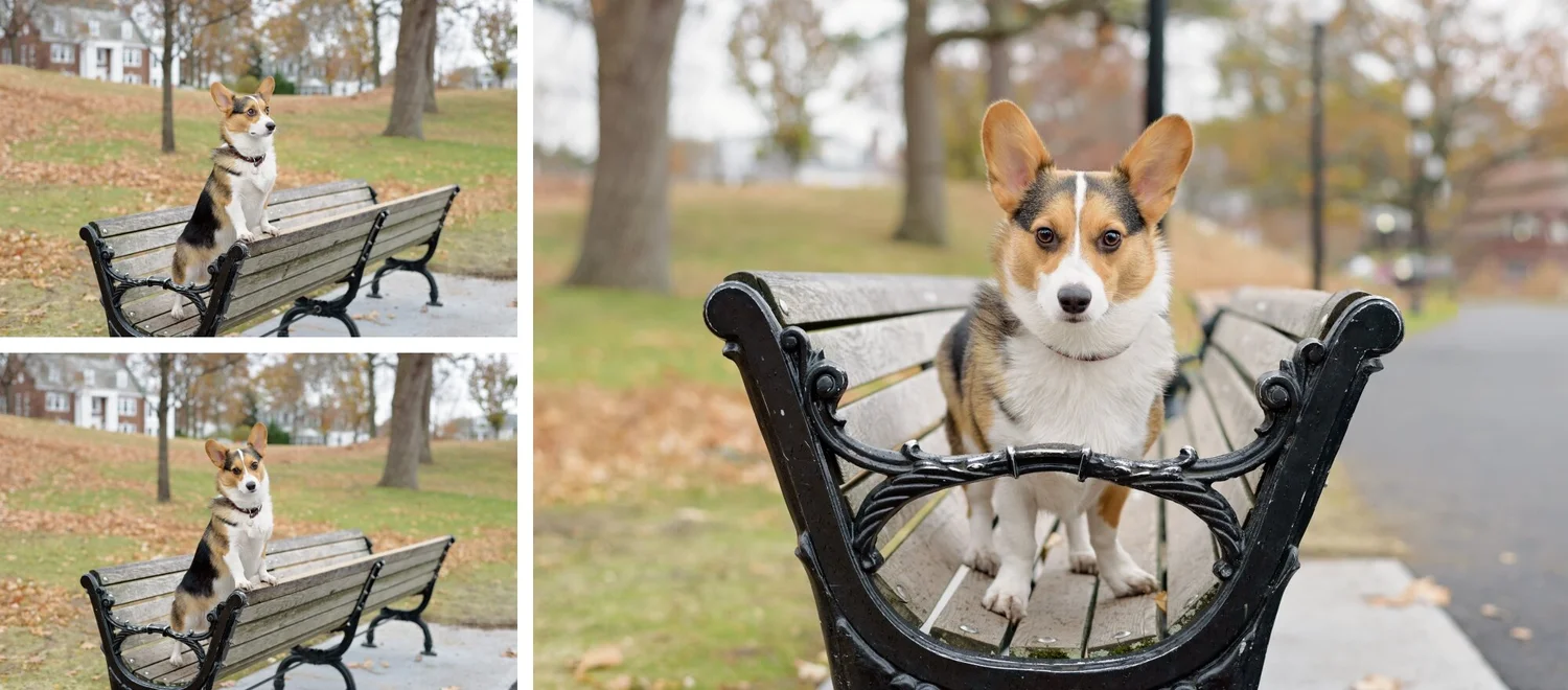 Benny the Corgi | Boston MA Dog Portraits — With Love & Oats ...