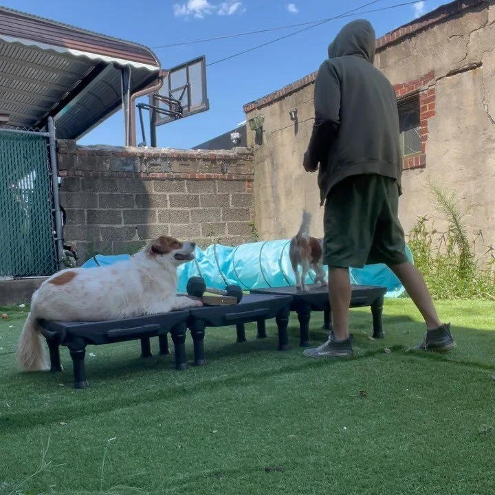 Doggie Dojo NYC