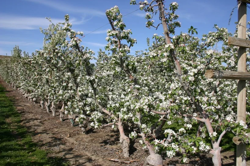 Competitive Advantages — Royal Bluff Orchards