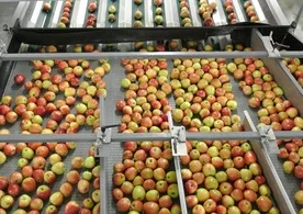 Competitive Advantages — Royal Bluff Orchards
