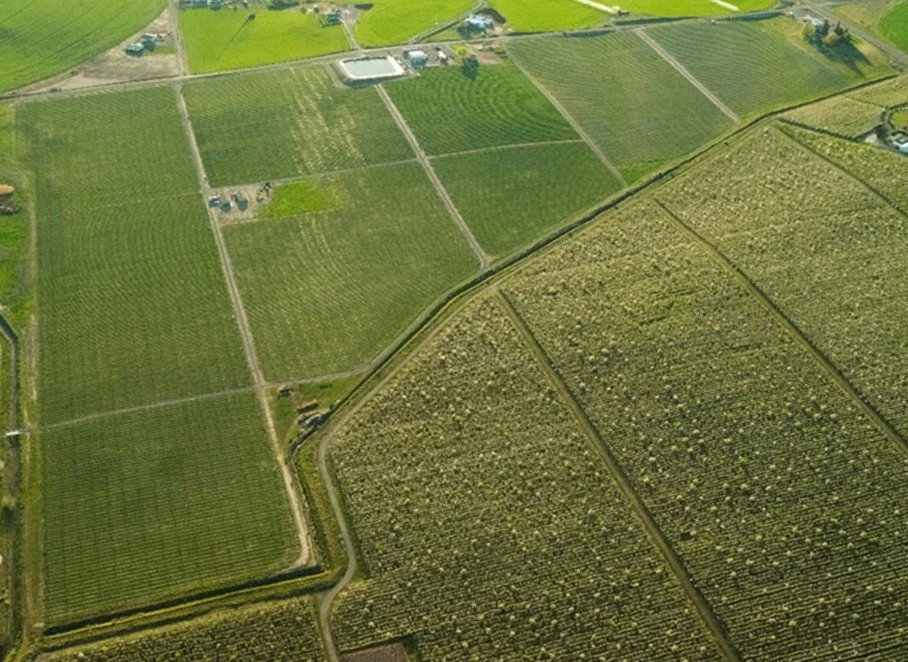Royal Columbia Orchard — Royal Bluff Orchards