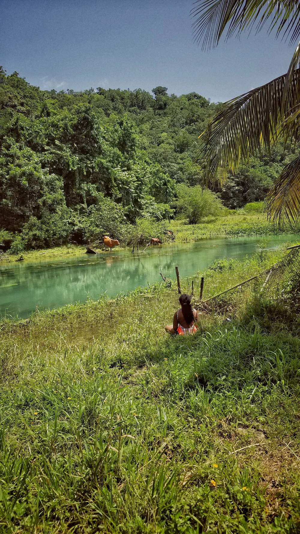Exploring Blue River in Williamsfield St.Elizabeth — Nature's Sweet Escapes