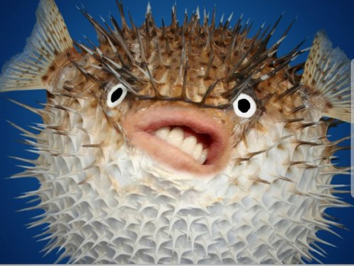 Jamaican Proverbs that will have you laughing ridiculously — Nature's ...