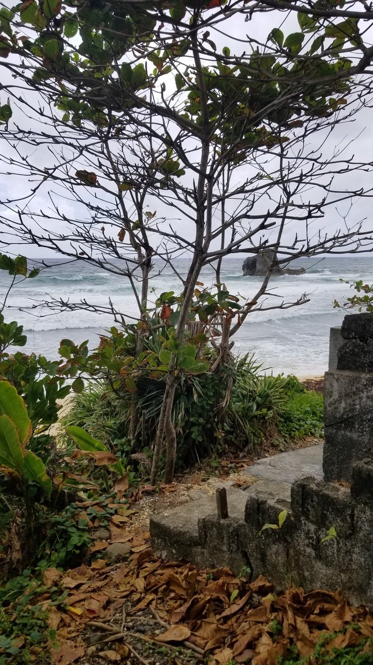 So Many Reasons to visit Turtle Bay in Long Road Portland — Nature's ...