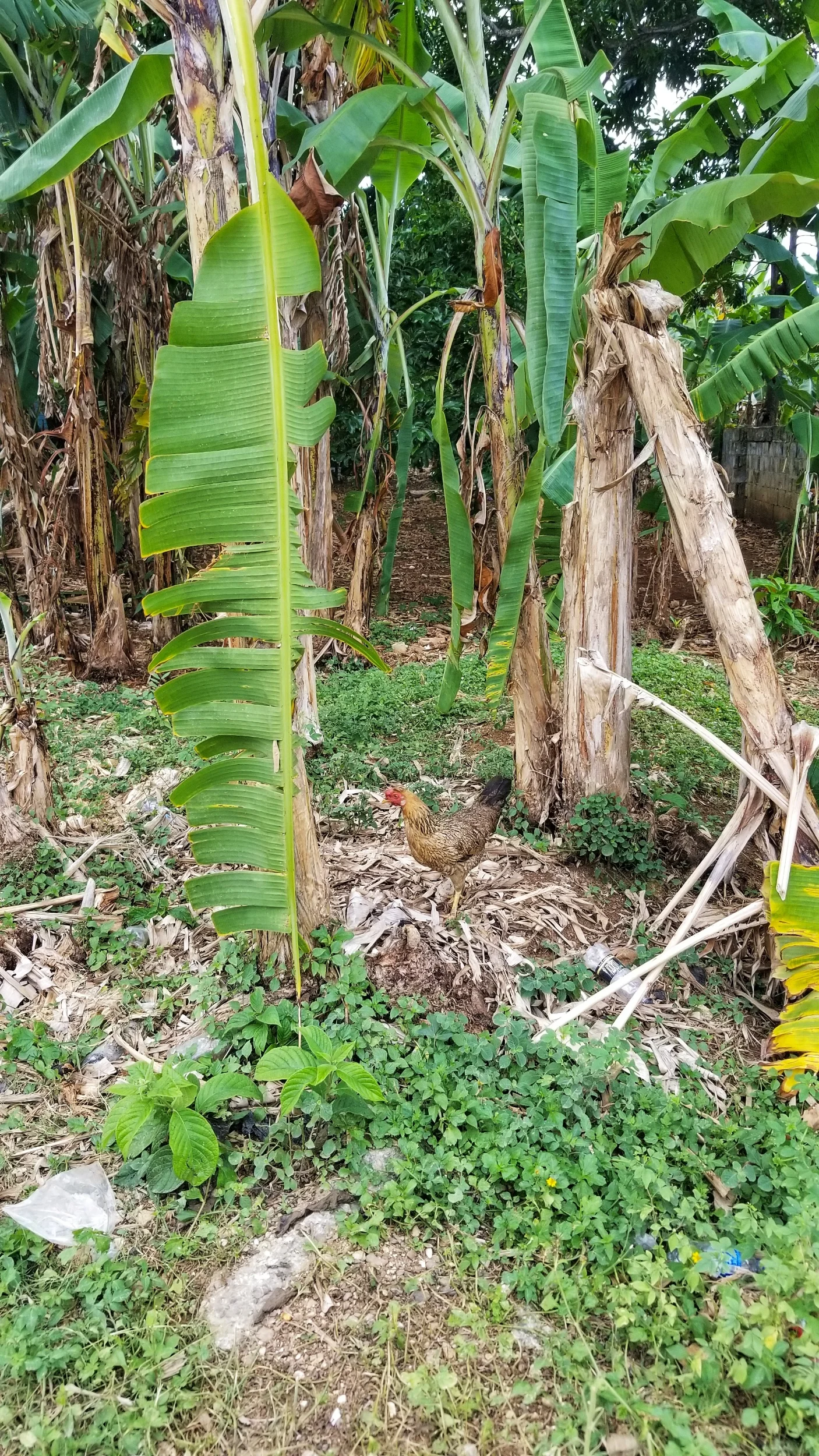 An unexpected visit to Turtle Bay in Manchioneal Portland — Nature's ...