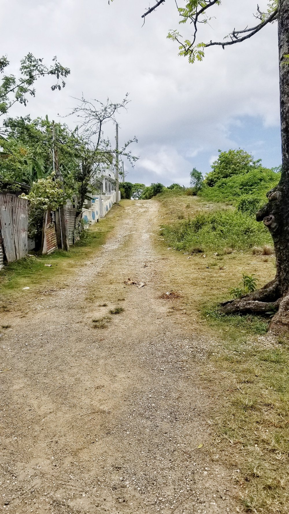 An unexpected visit to Turtle Bay in Manchioneal Portland — Nature's ...