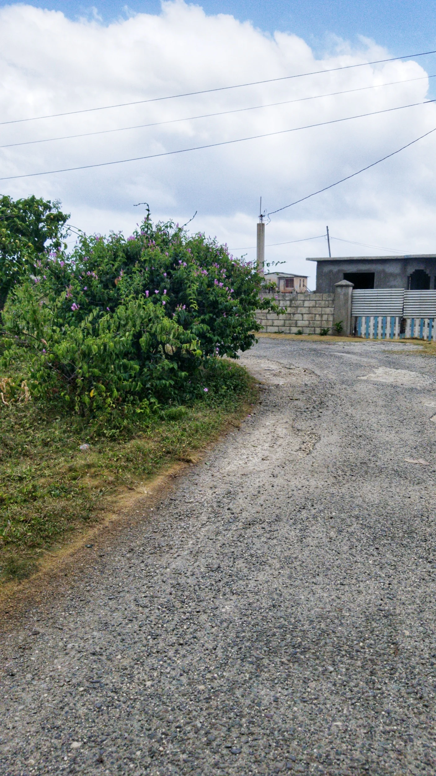 An unexpected visit to Turtle Bay in Manchioneal Portland — Nature's ...