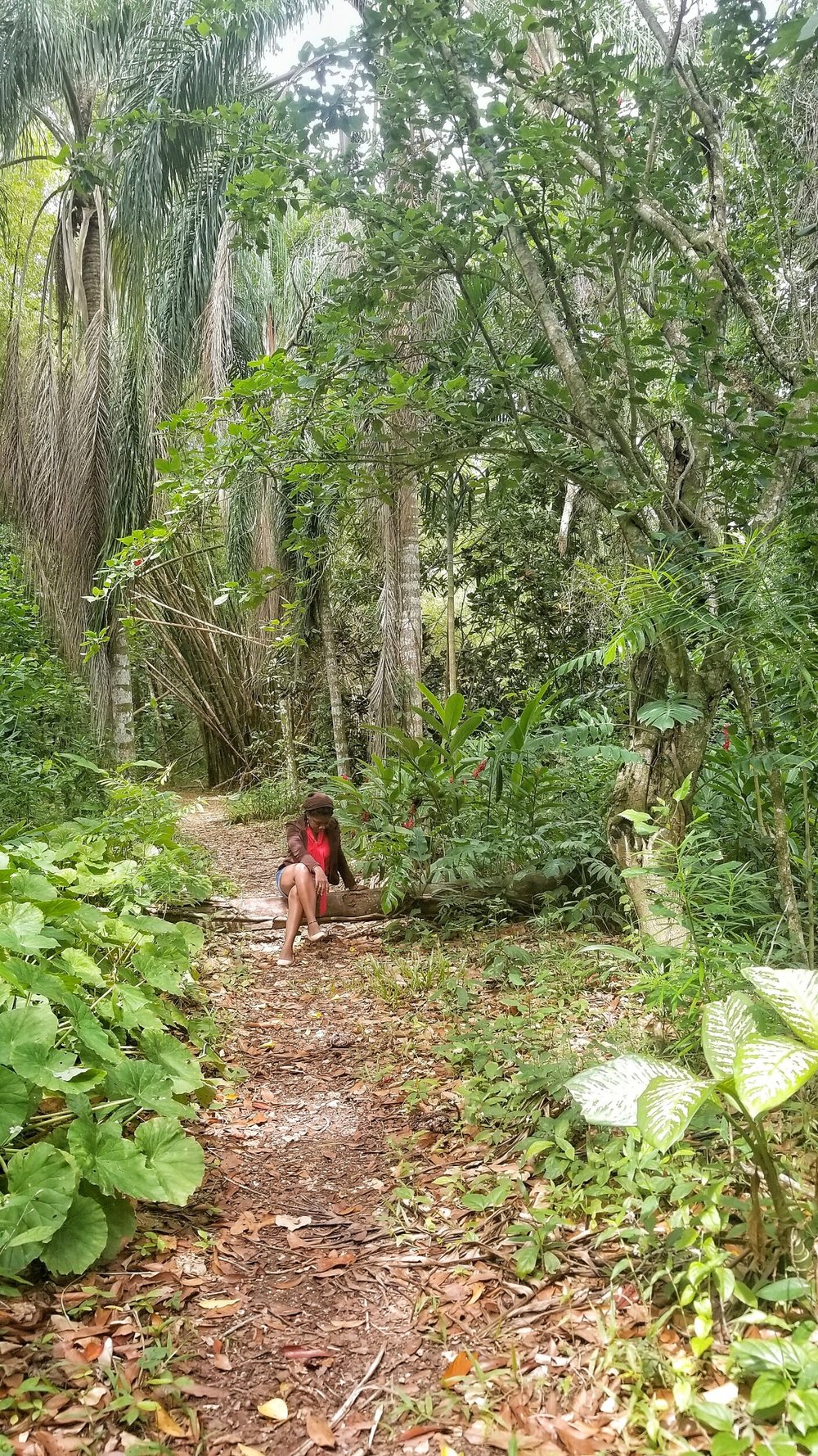 Cranbrook Flower Forest Escape St.Ann — Nature's Sweet Escapes