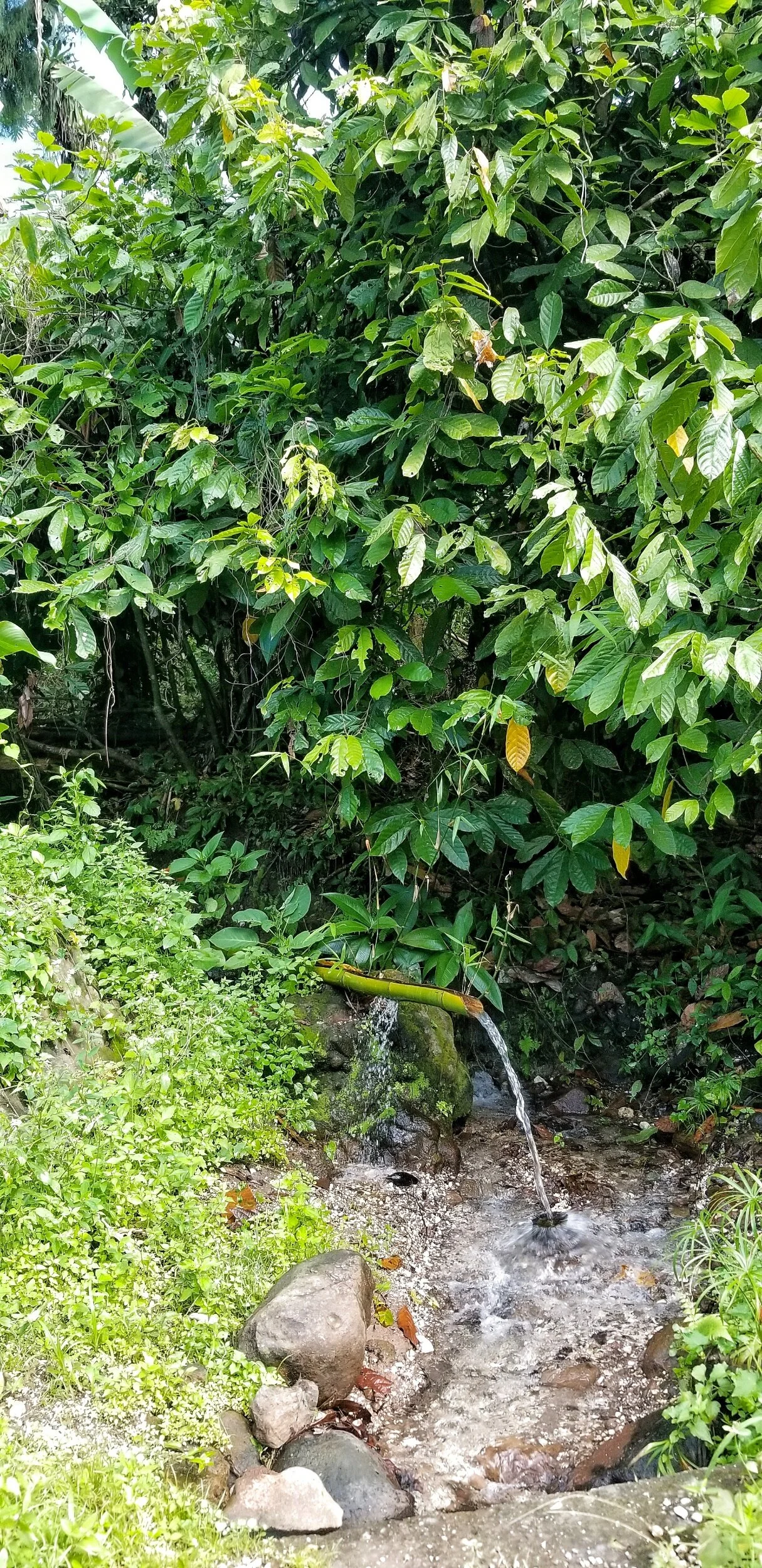 Double Cliff Waterfall in Collington Trout Hall Clarendon — Nature's ...