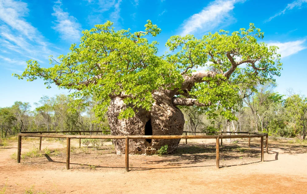 BROOME - DARWIN — Kimberley Off-Road Adventure Tours