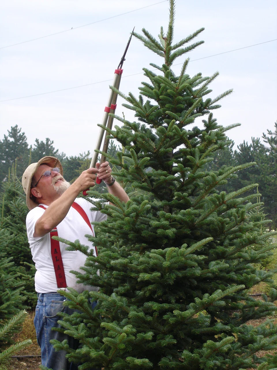 Products — Candy Cane CHRISTmas Tree Farm
