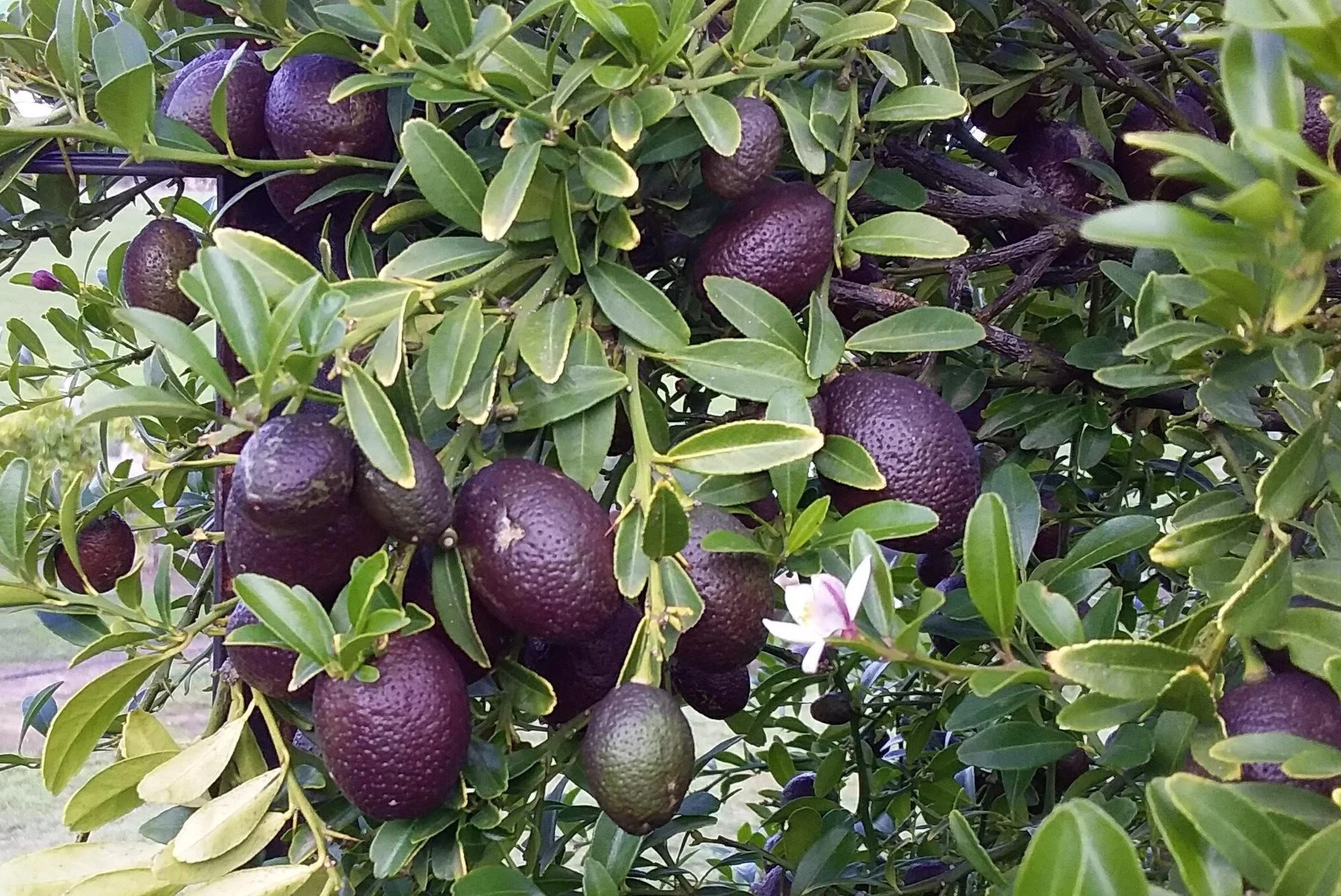 OTHER FRUIT IN OUR ORCHARD — Cherrytime Orchard