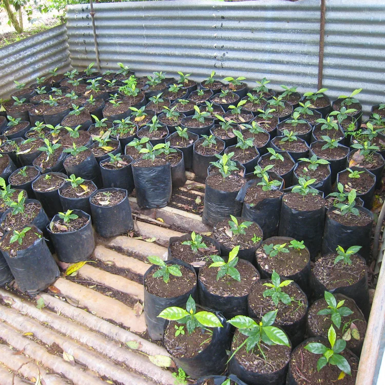 St Helena Trading Limited St Helena Coffee - English