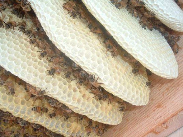 Inspecting a Warre hive — The Warre Store