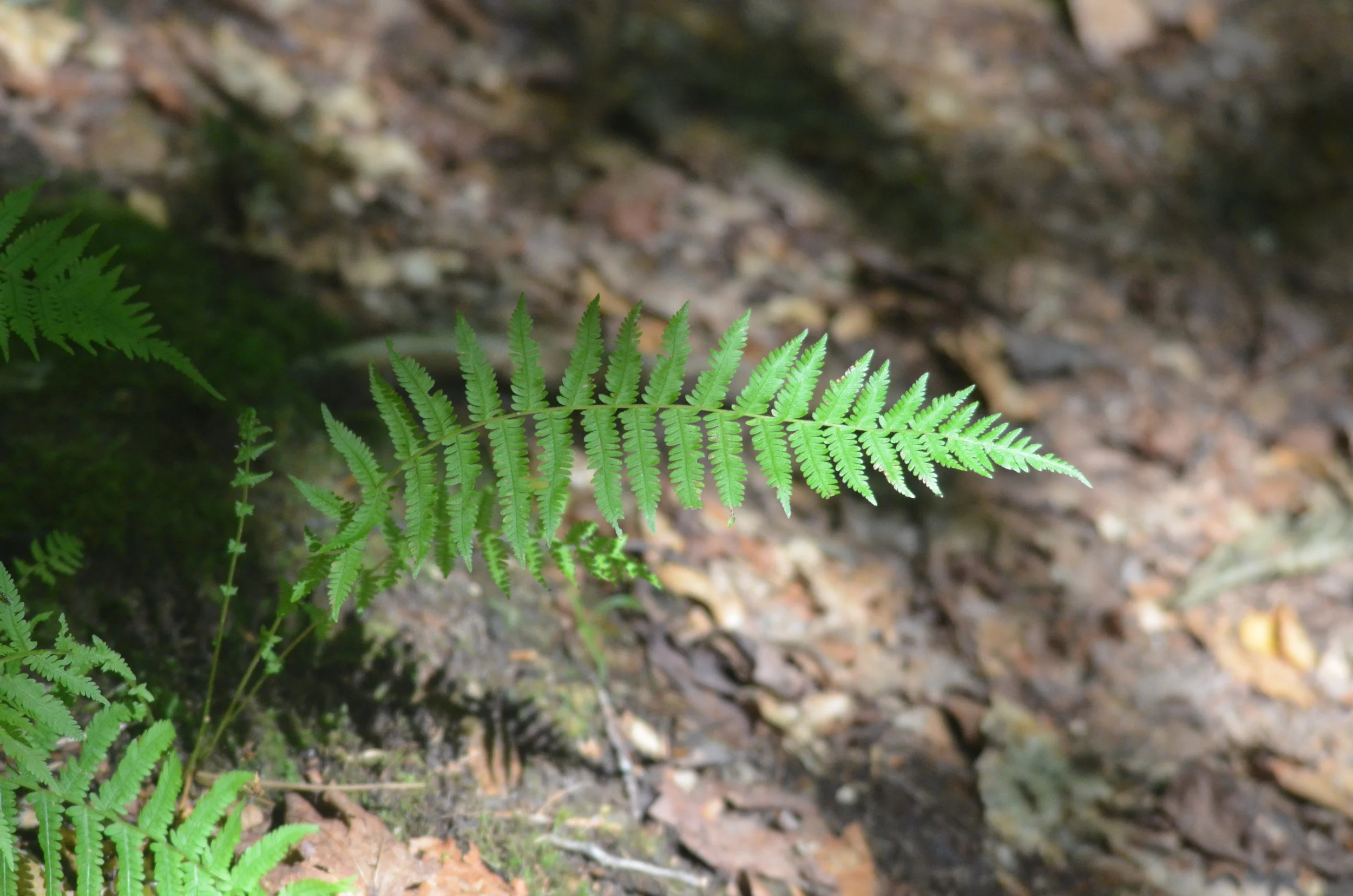 Three Ponds Trail, Rumney, NH — Rambling New England Nature