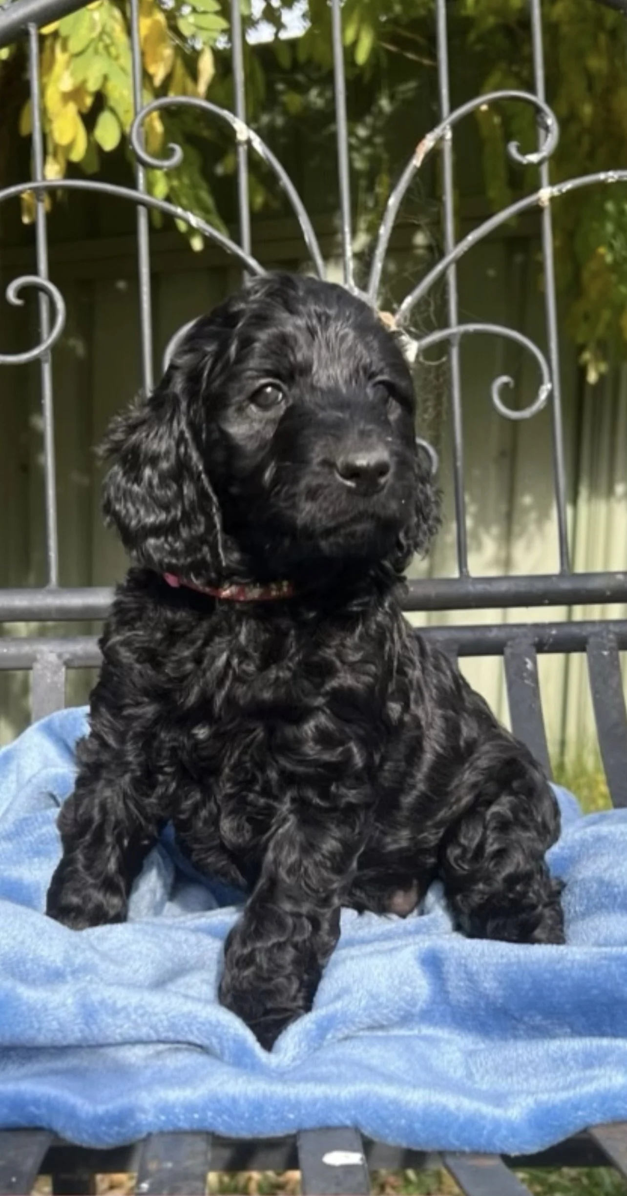 Meet Layla — The Forrest Centre Residential and At Home Aged Care ...