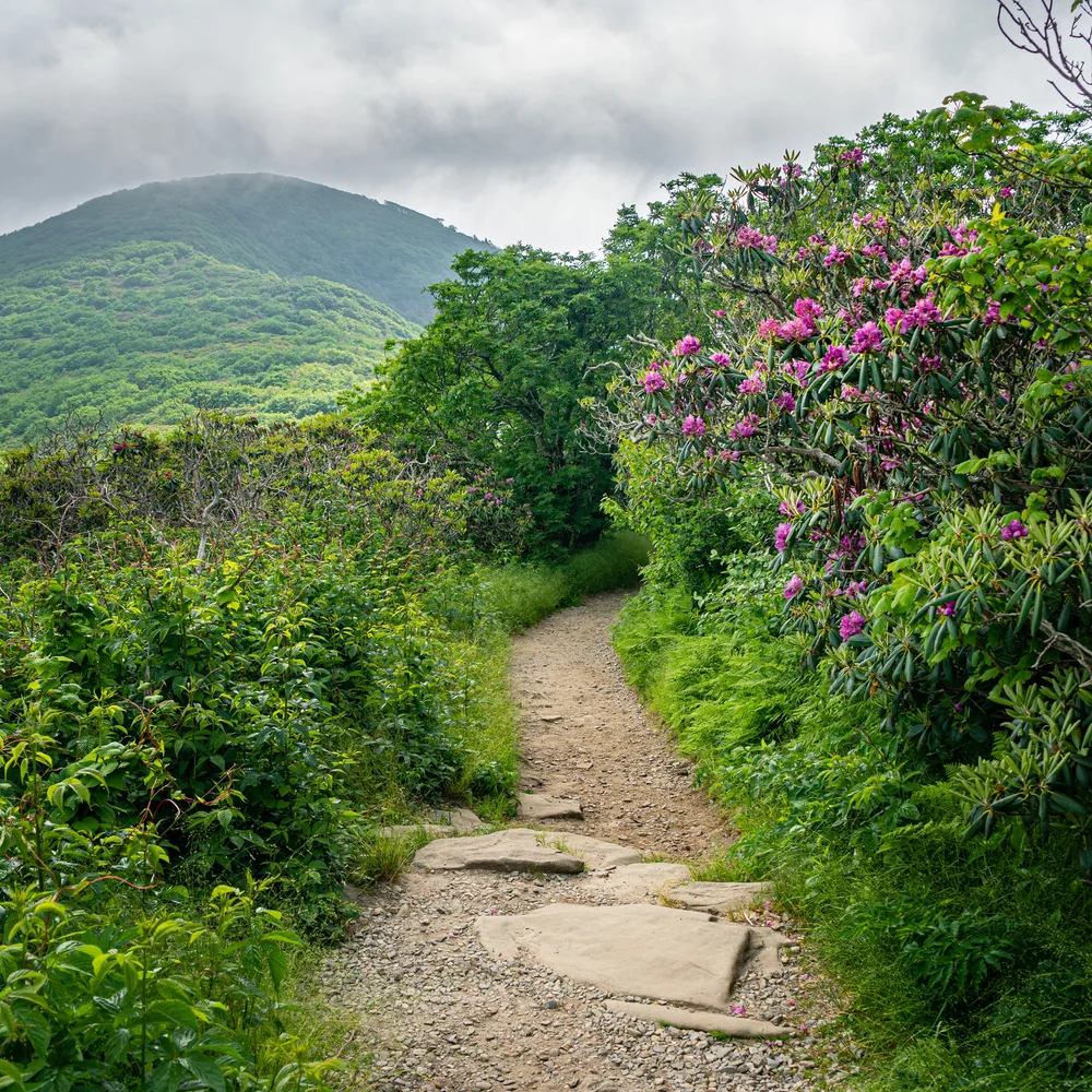Craggy in Spring — Jeff Huntley Photography