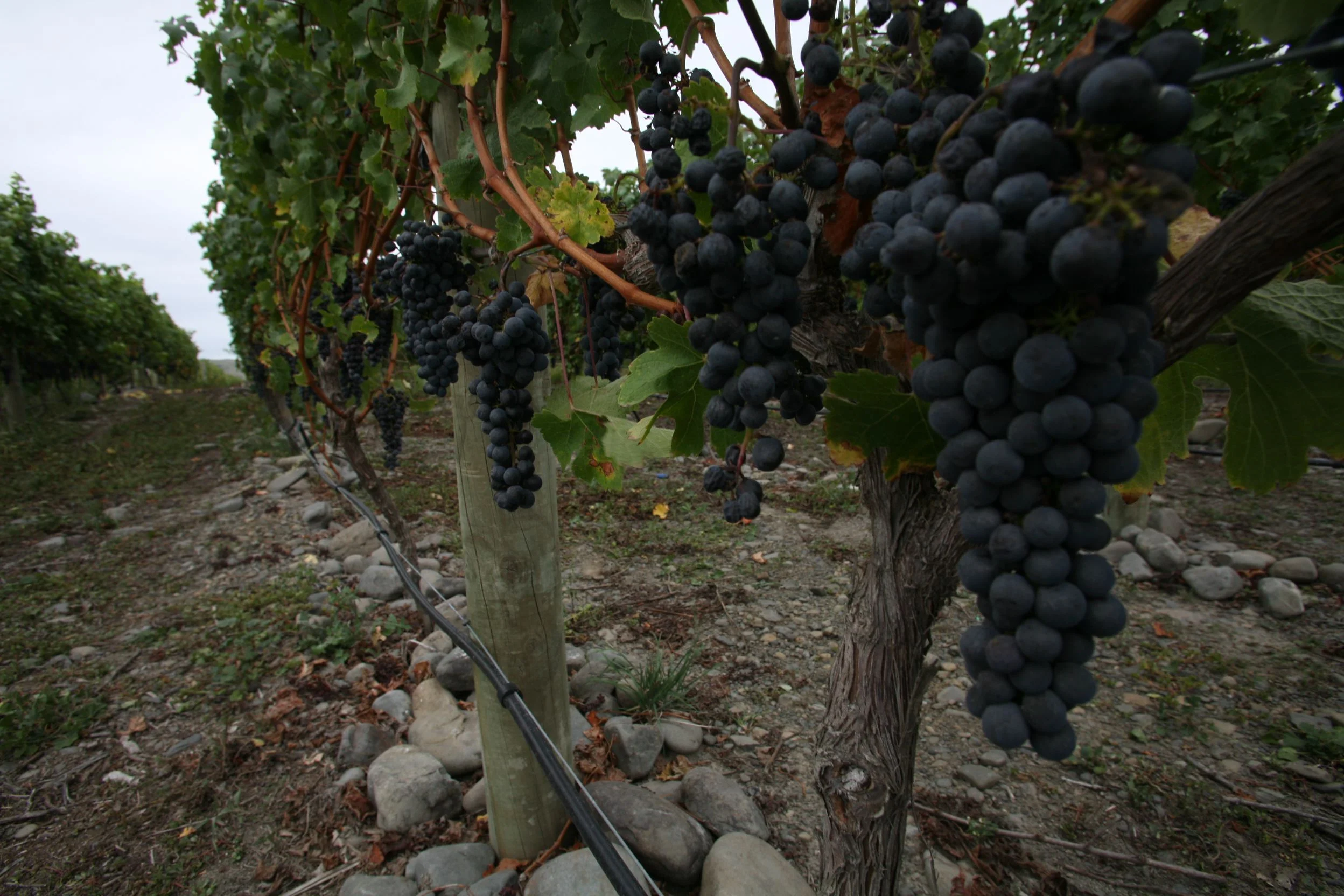 Stone Paddock — Paritua Shop