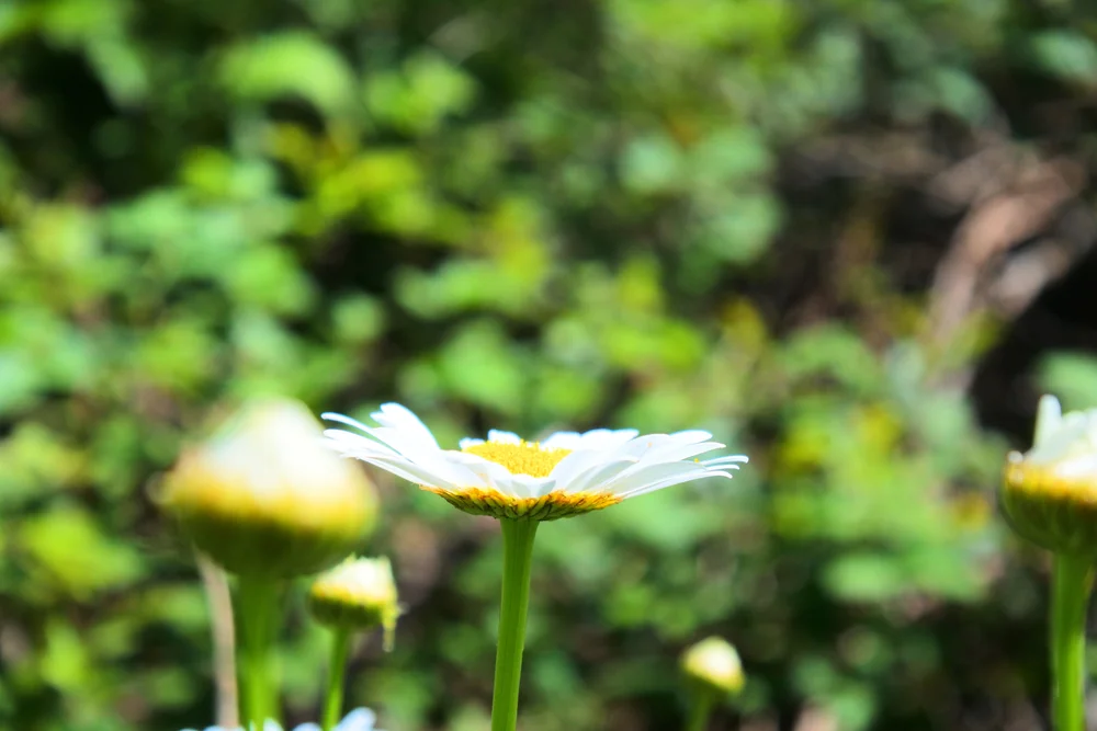 Unbeaten Studio, a design studio in nature. — Unbeaten Studio, Life ...