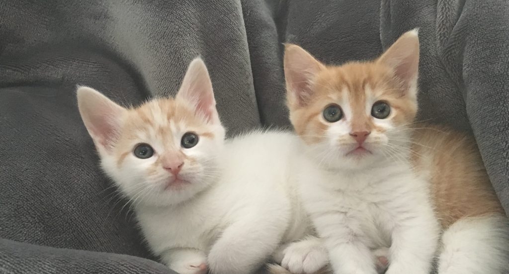 Adoption Process — Henrico Humane Society