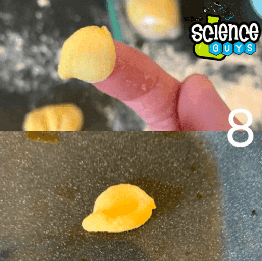 The Science of Pasta Making — Mr. Bond's Science Guys