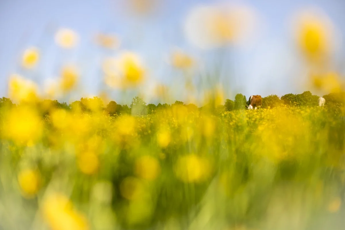 Practitioner Training — Look Again Mindful Photography for Mental ...