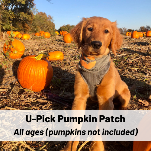 Lark Ranch — Lark Ranch Attractions