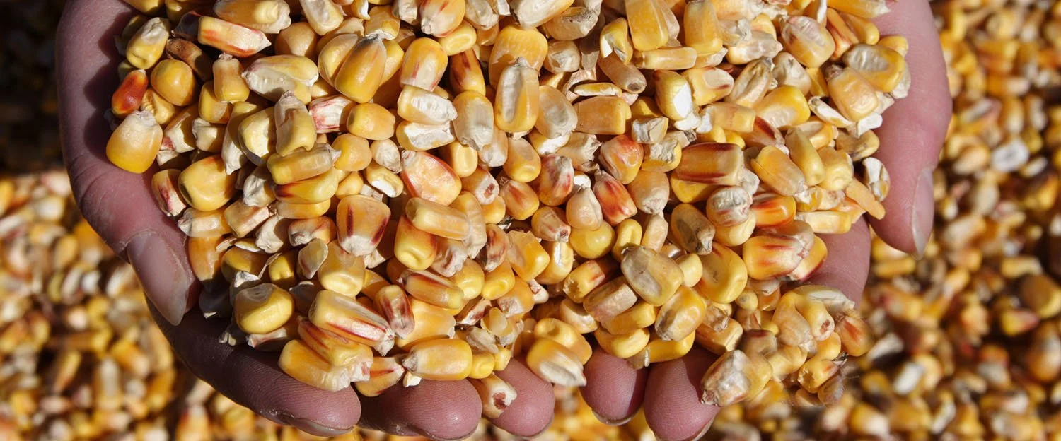 It's Corn — Kentucky Corn Growers Association