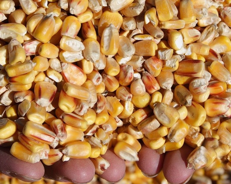 It's Corn — Kentucky Corn Growers Association