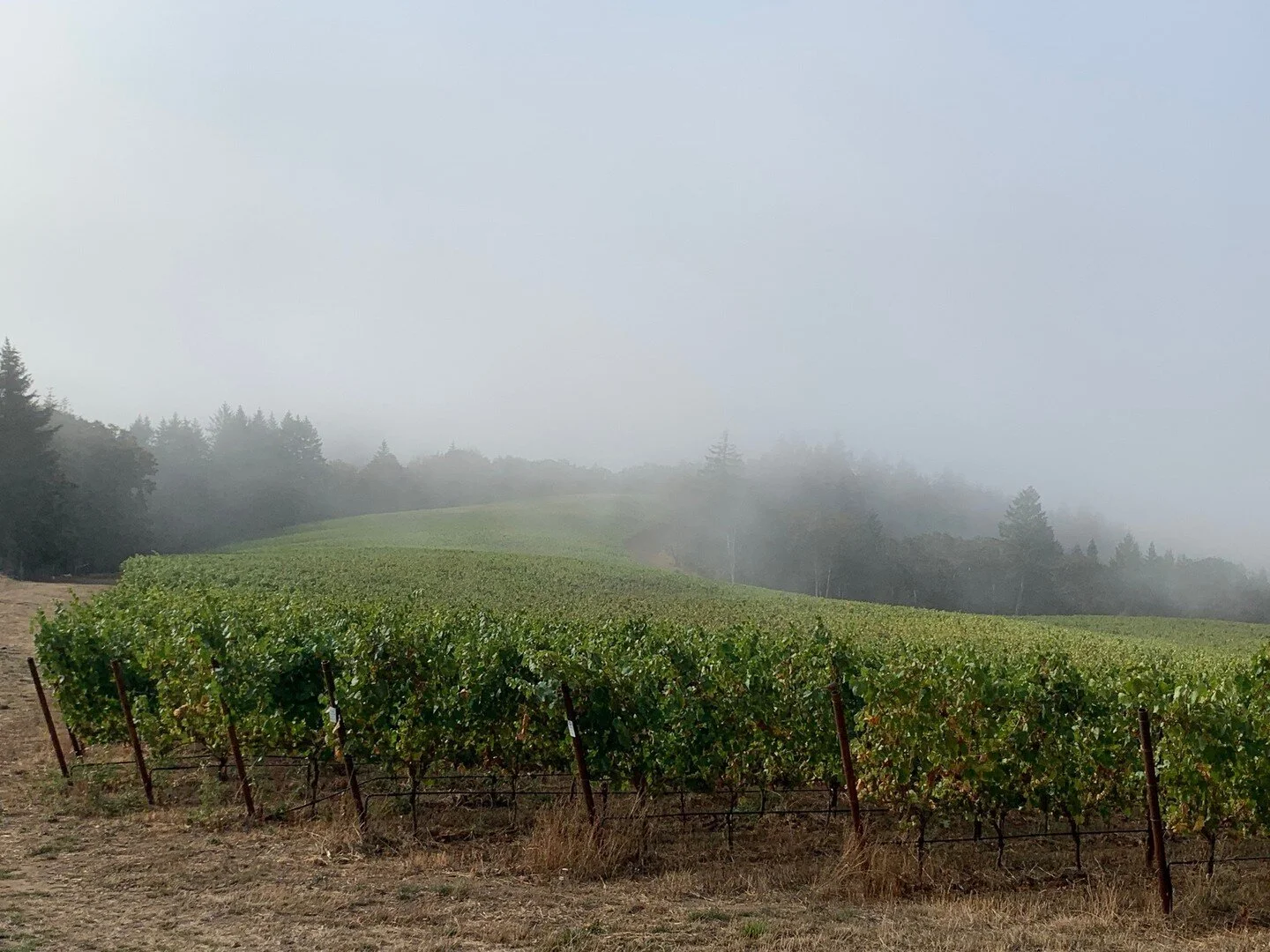 Willamette Valley Wines | Project M Wines