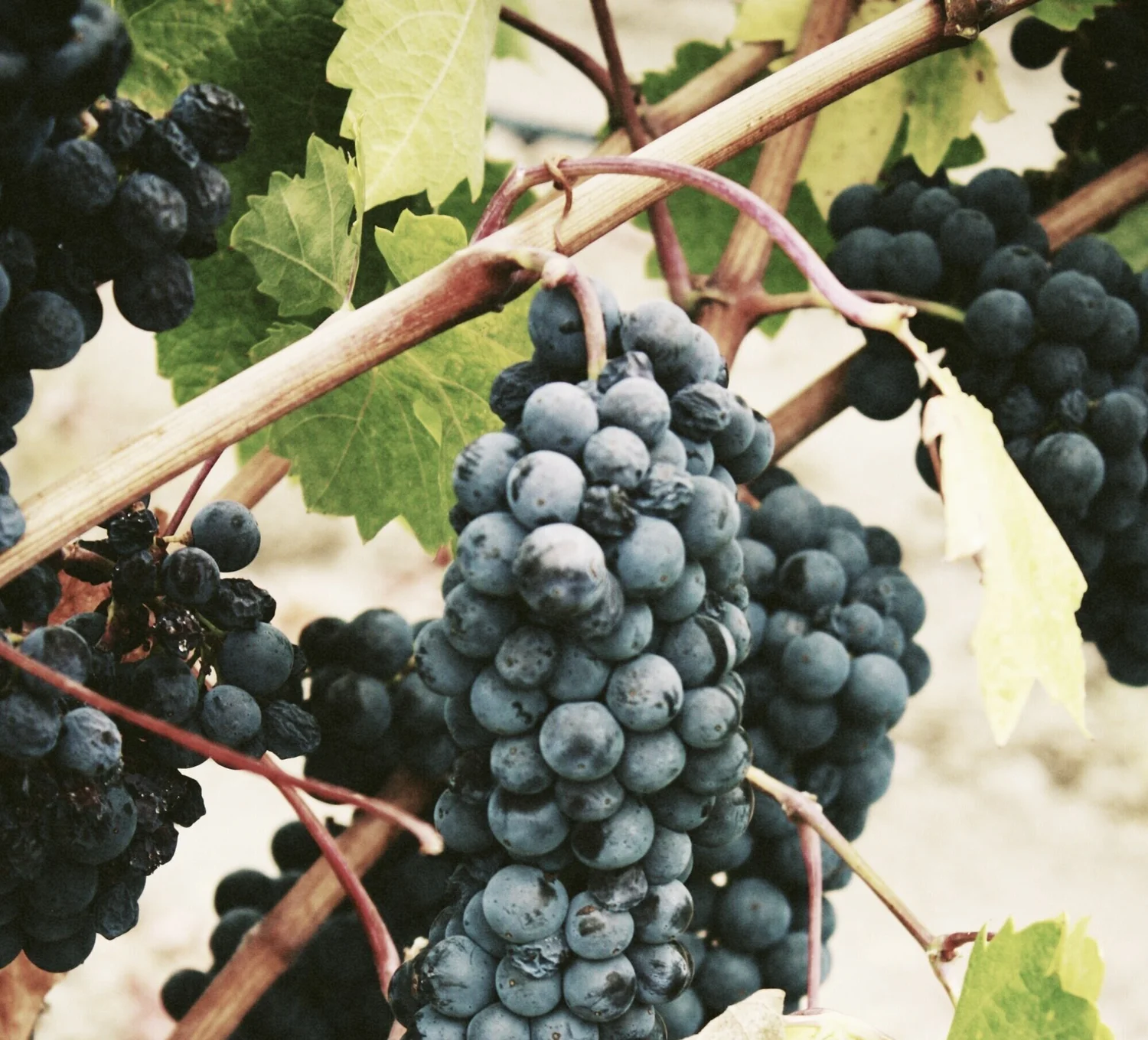 Menu — Lugarno Seafood Restaurant