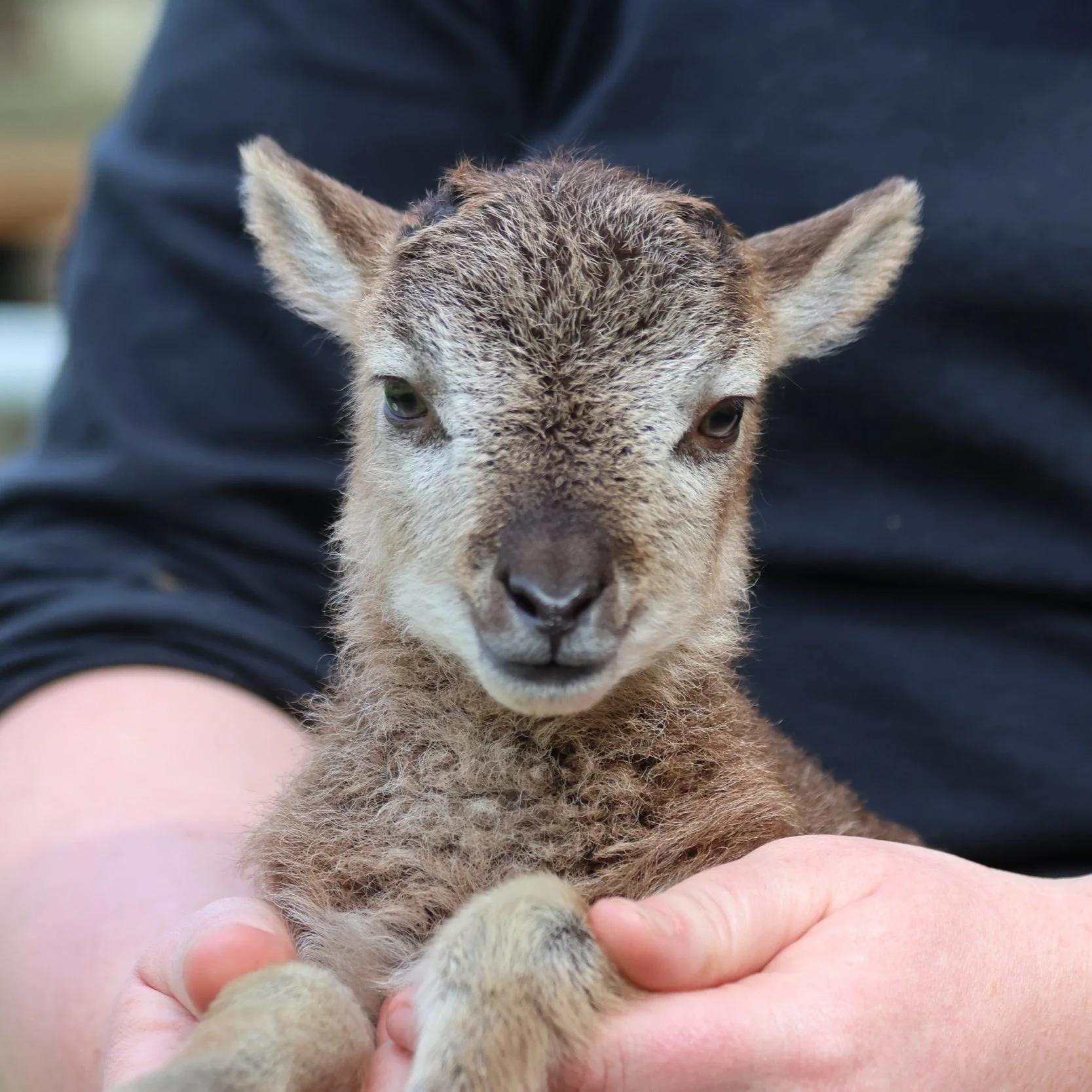 IN-FOCUS! farmer Interview on Castlemilk Moorit, our rare sheep breed ...