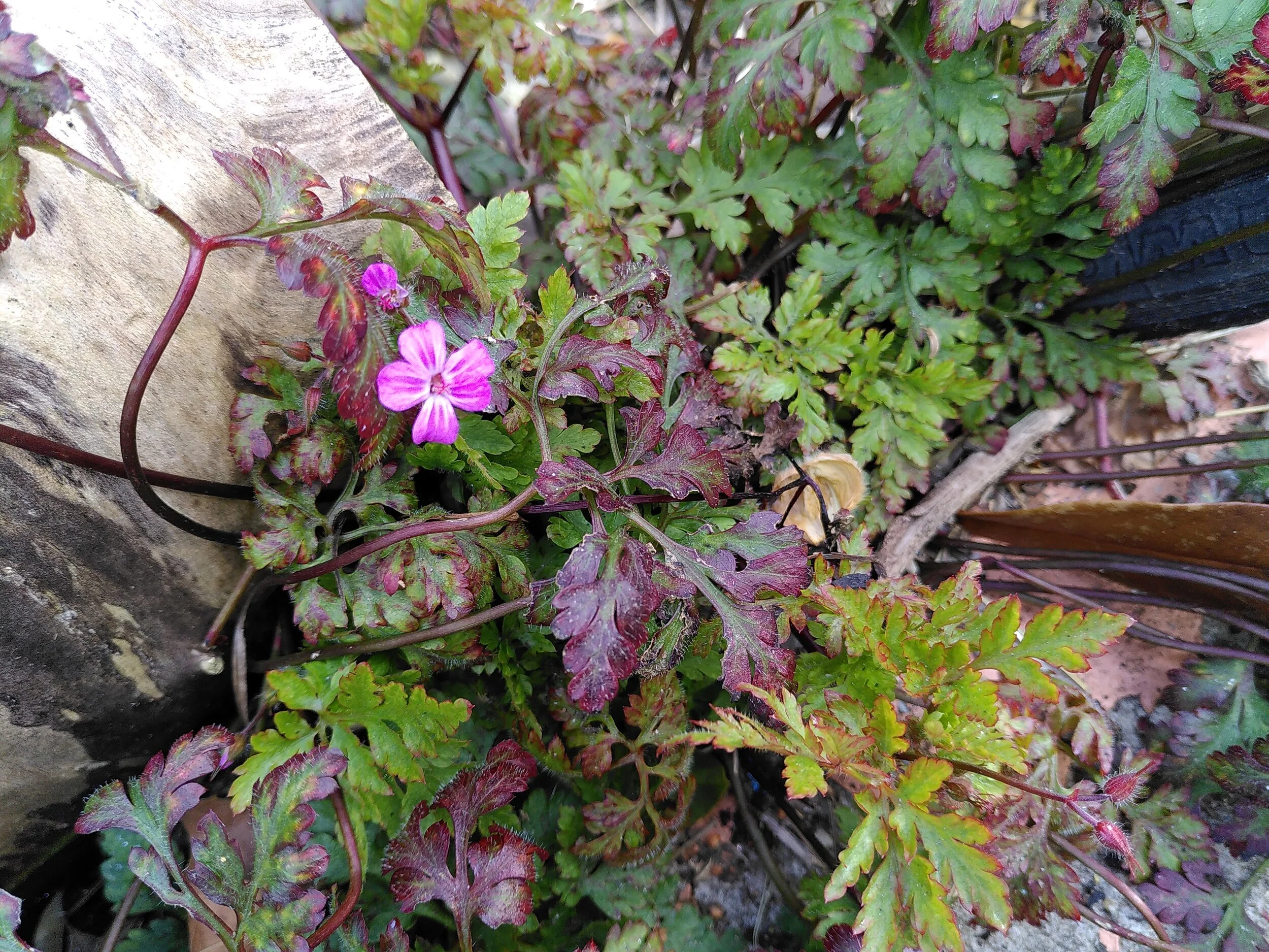 Weed of the Week: Herb Robert — Spitalfields City Farm