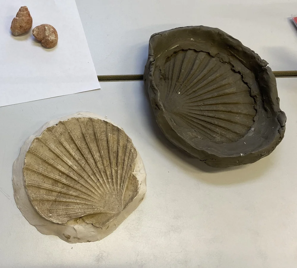 HALF TERM: Nature Plaster Casting (7+) — Spitalfields City Farm