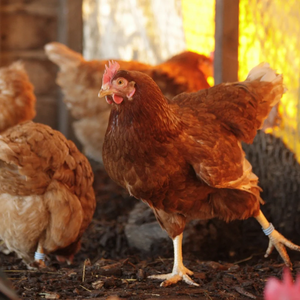 Meet The Hens — Spitalfields City Farm