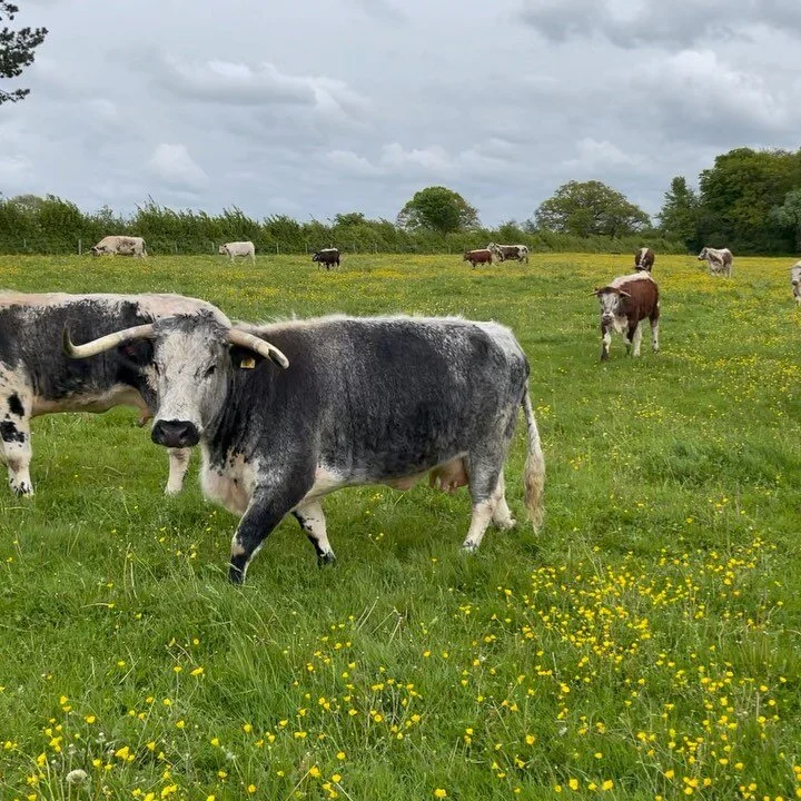 English Farm Longhorns