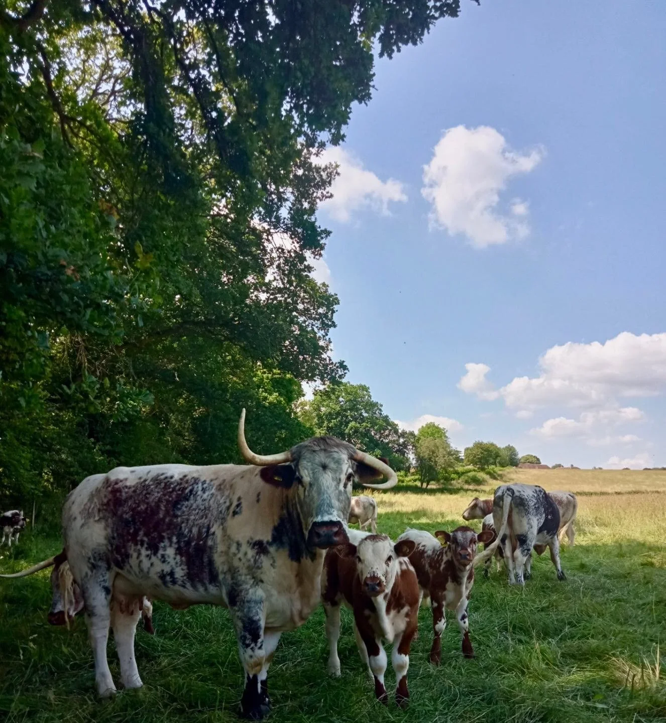 English Farm Longhorns
